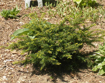 Grobe's Nursery and Garden Centre - Newest Evergreens